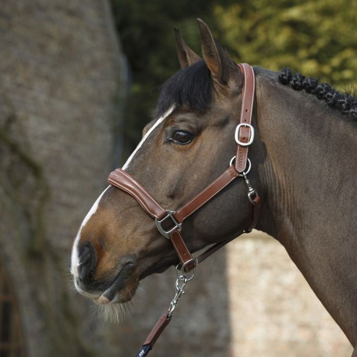 Antarès Calfskin Halter Ricks Saddle Shop